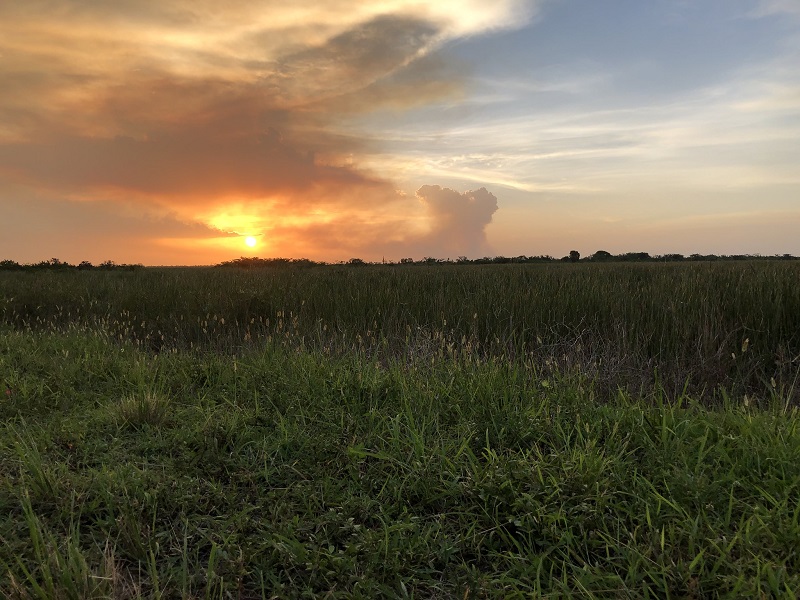 Florida Python Challenge - Python Challenge