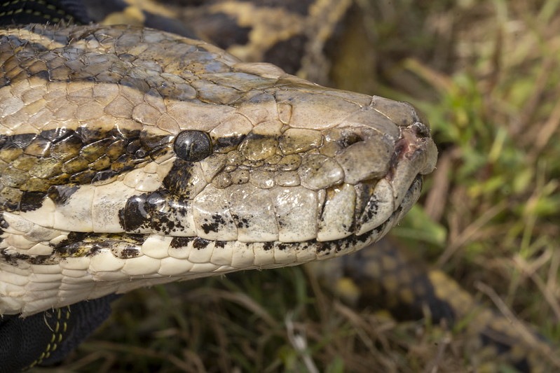 Florida Python Challenge - Python Challenge